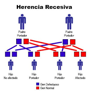 biologia ander: Dominancia y Recesividad